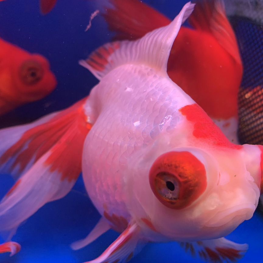 Телескоп бабочка