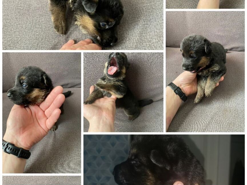 Чистокровные щенки немецкой овчарки