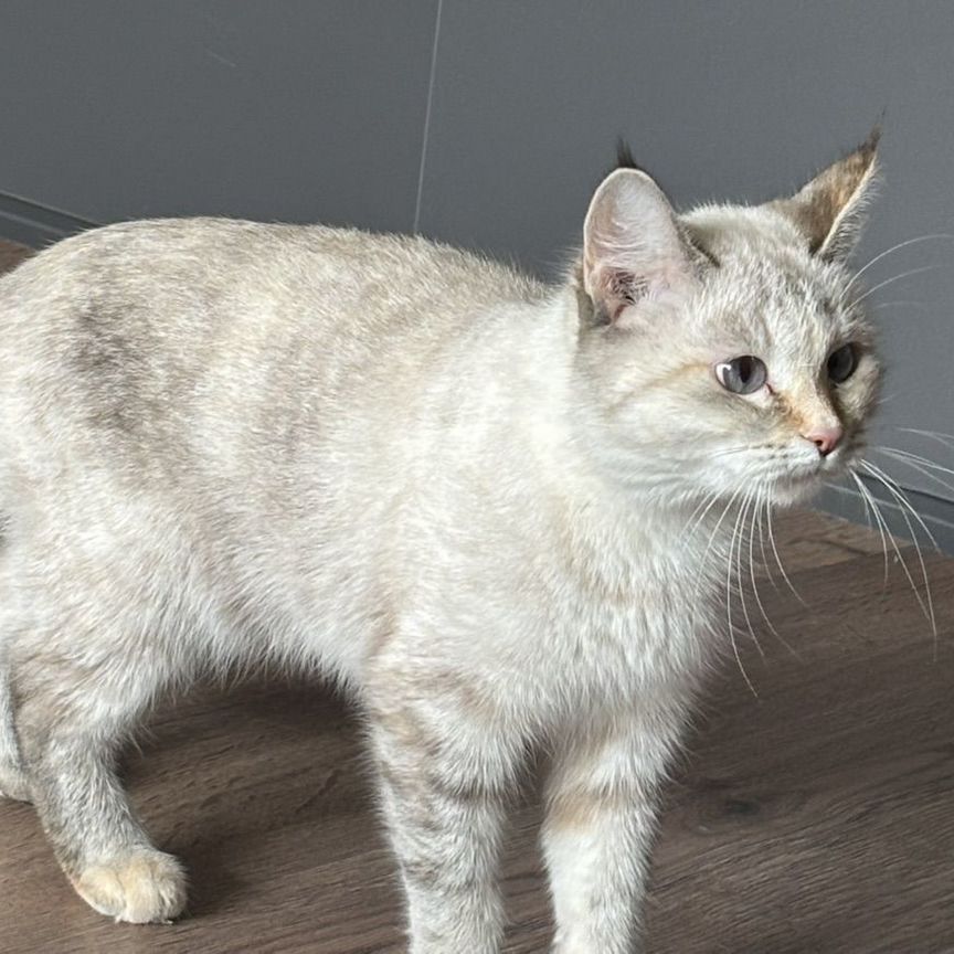 Взрослая, кошка в добрые руки