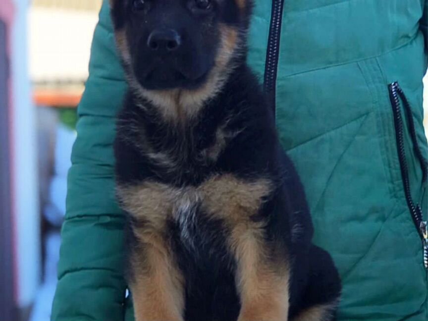 Немецкая овчарка щенки