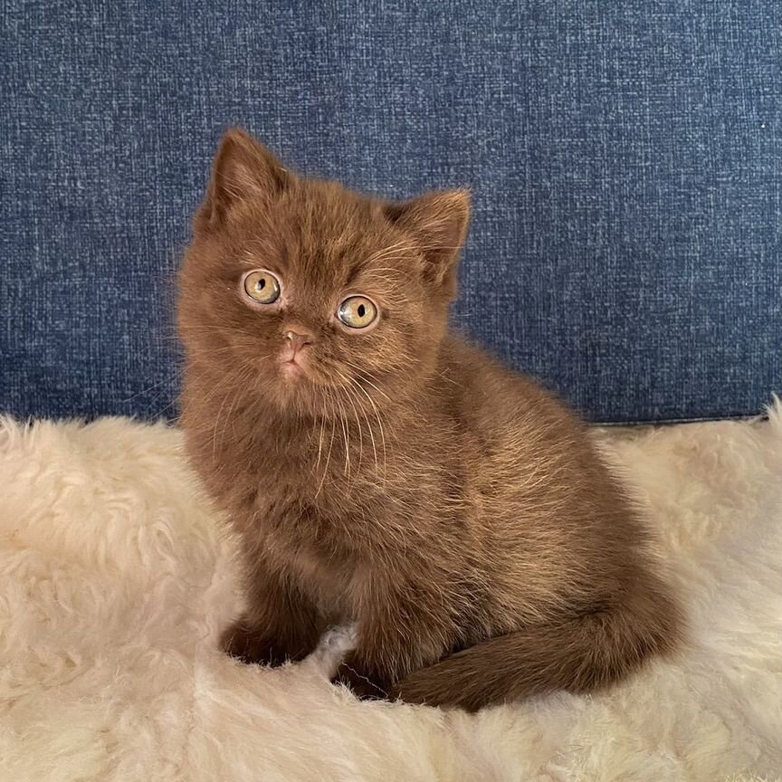 Британский шоколад