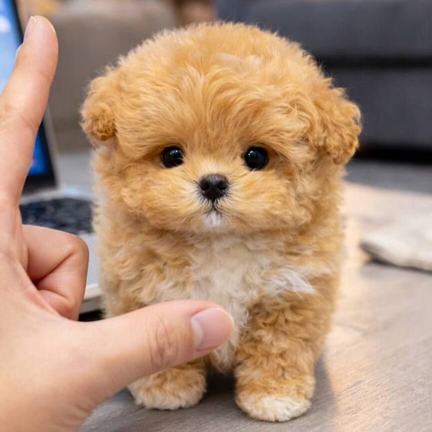 Мальтипу, щенок