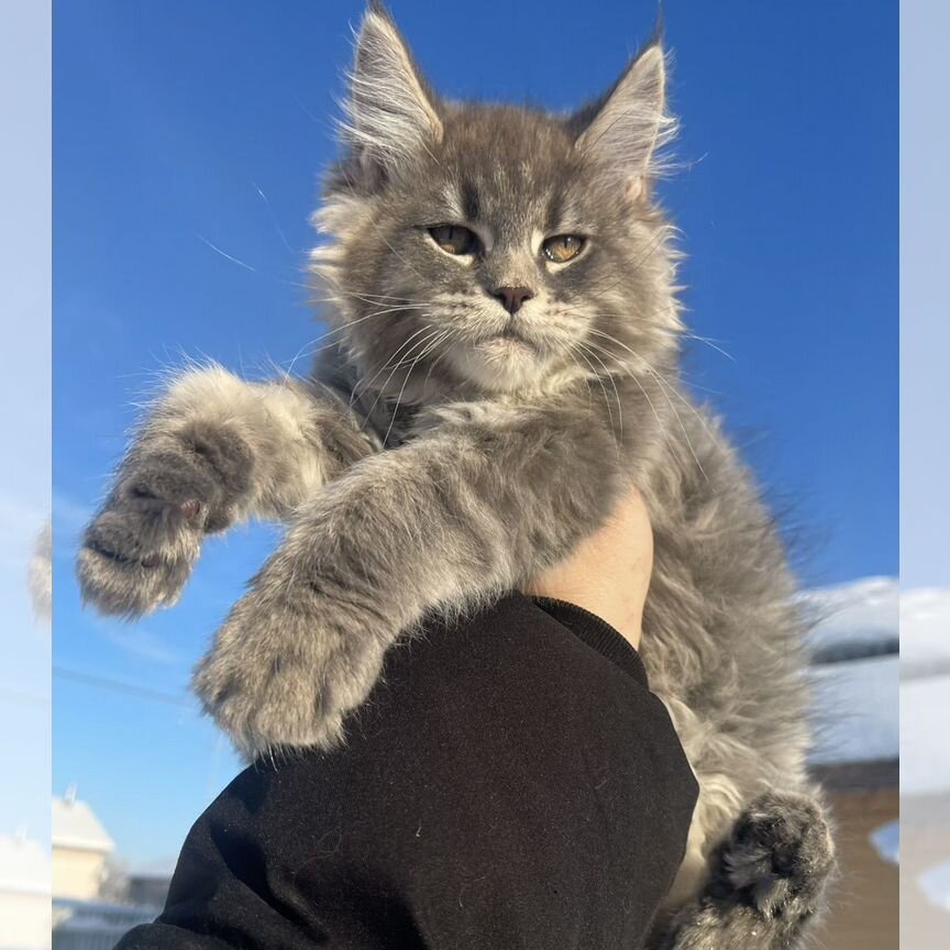 Мейн-кун котёнок