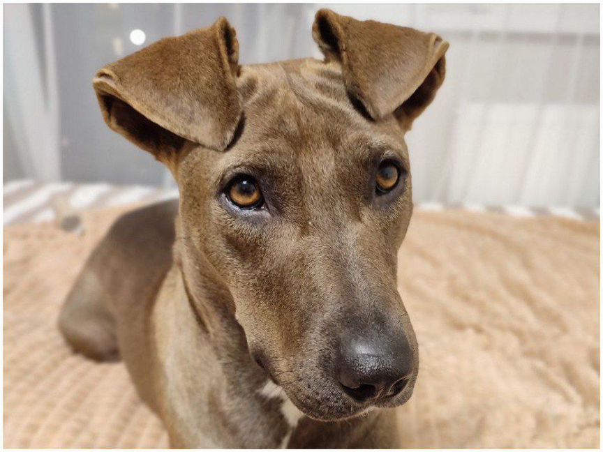 Собаки бесплатно в добрые руки