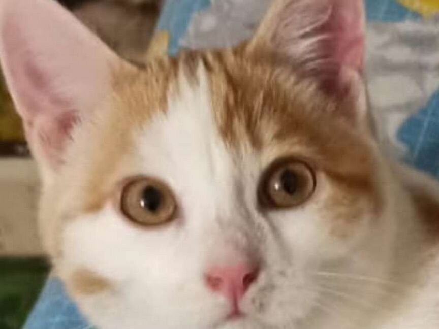 Кошка