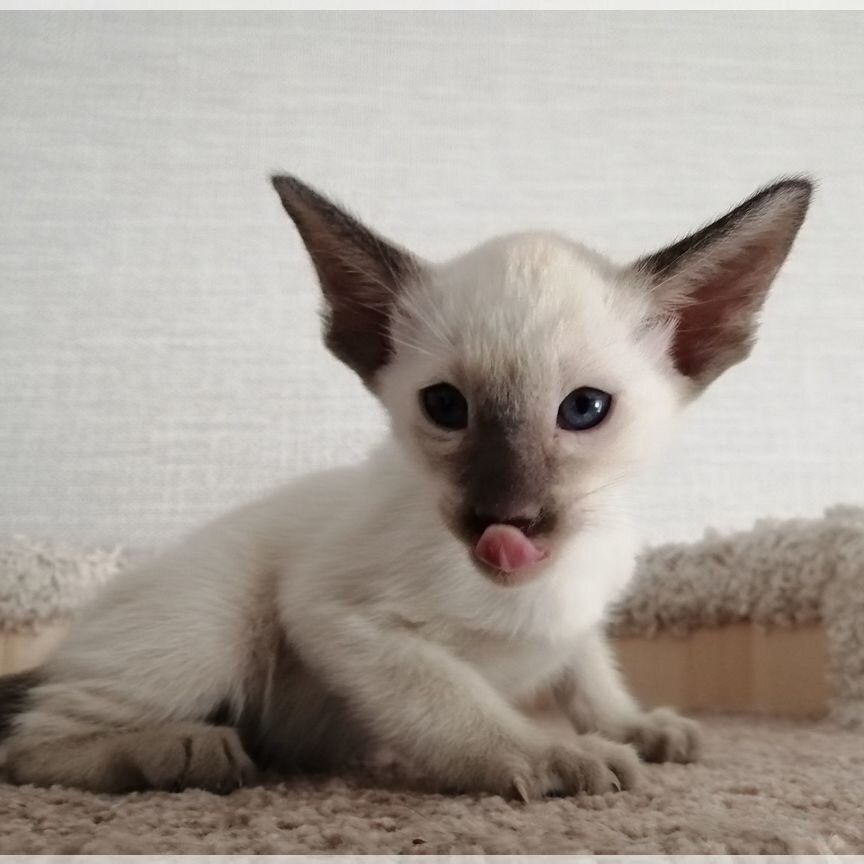 Ориентальные котята резерв