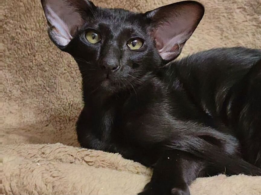 Ориентальная черная пантера, 4мес