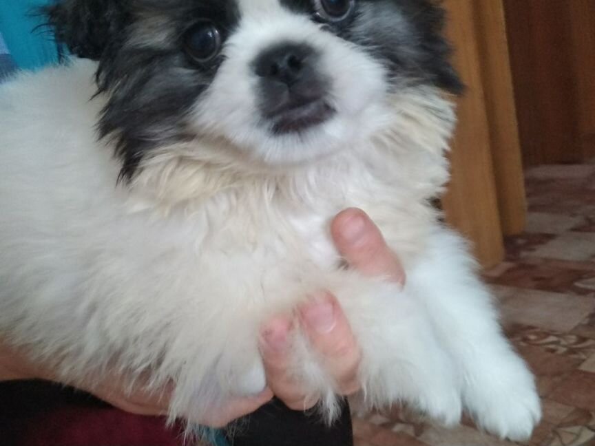 Щенок пекинеса