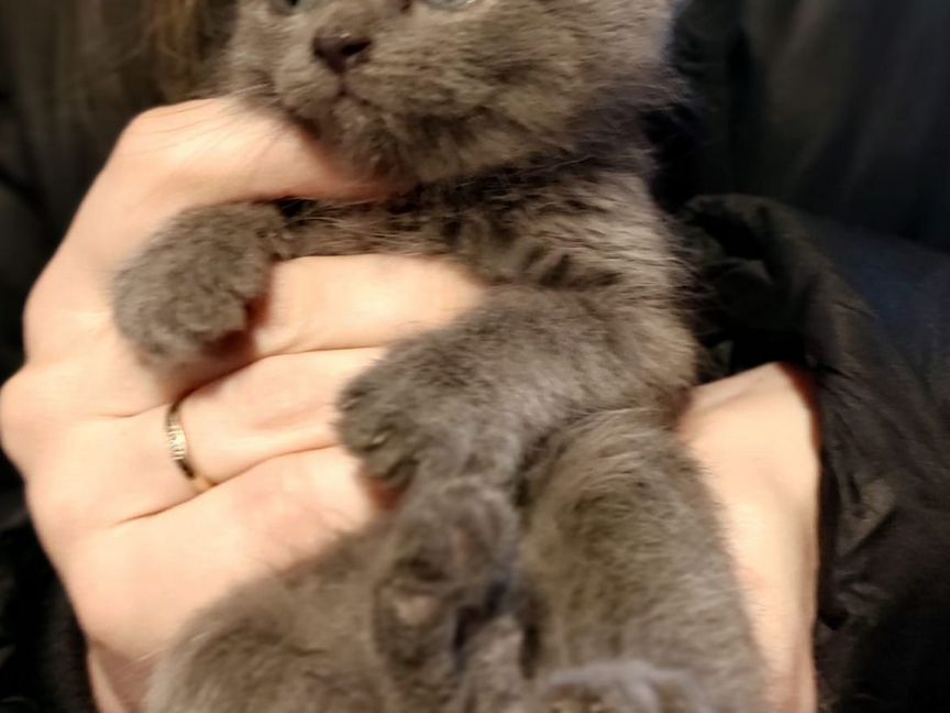 Котята