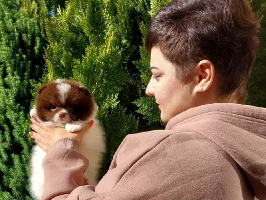 Щенки шпица