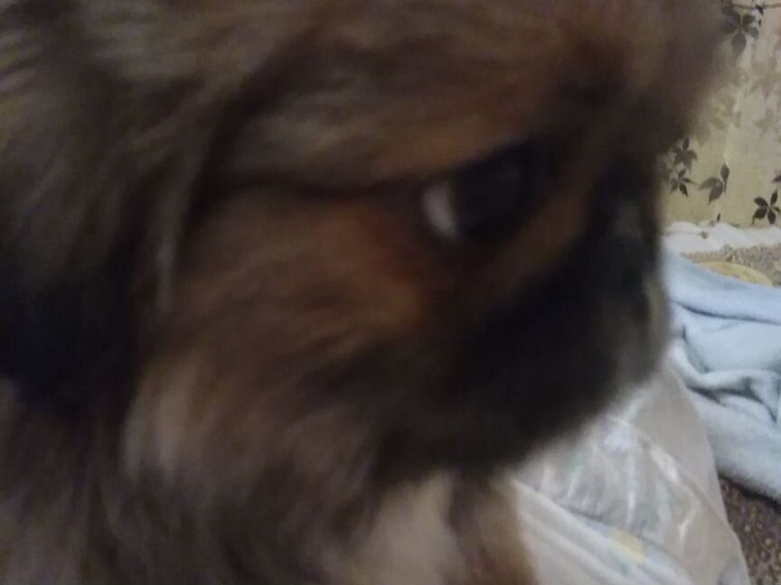 Щенки пекинеса