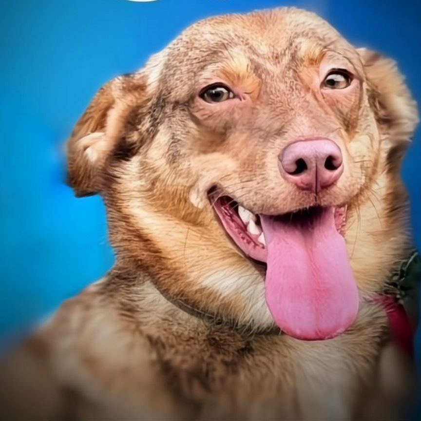 Взрослая собака в добрые руки