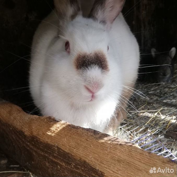 Крольчиха с крольчатам продам