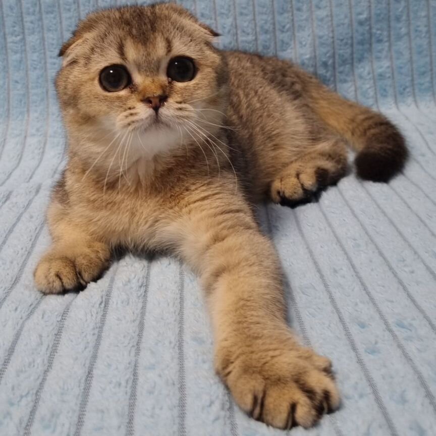 Шотландский вислоухий котик