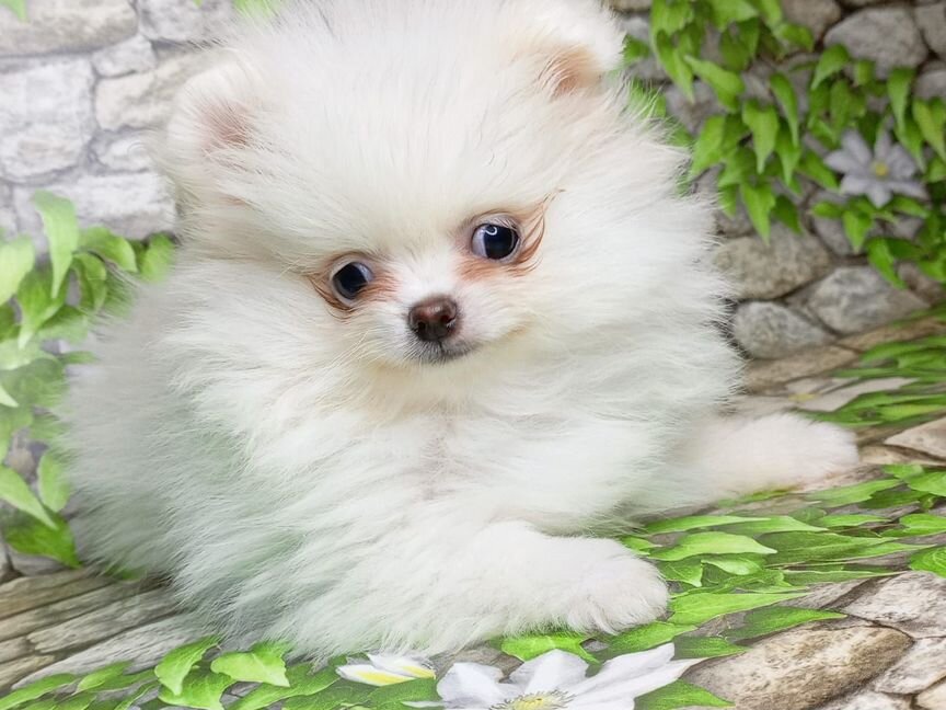 Померанский шпиц