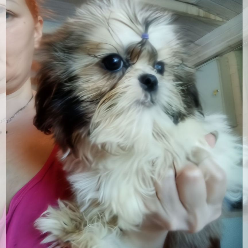 Ши-тцу, щенок