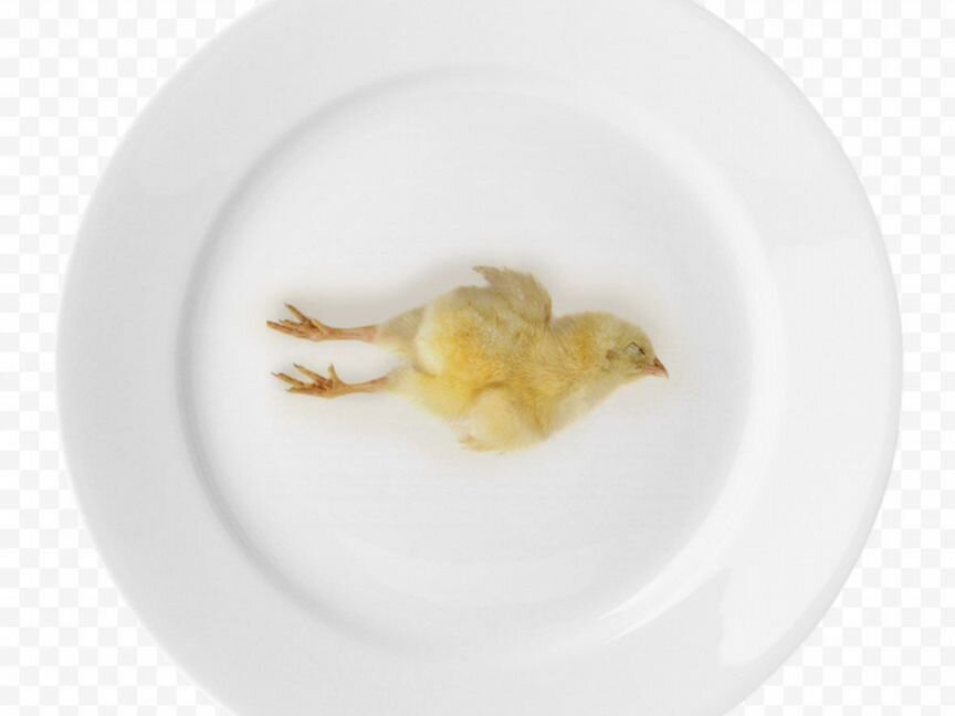 Цыплята суточные на корм