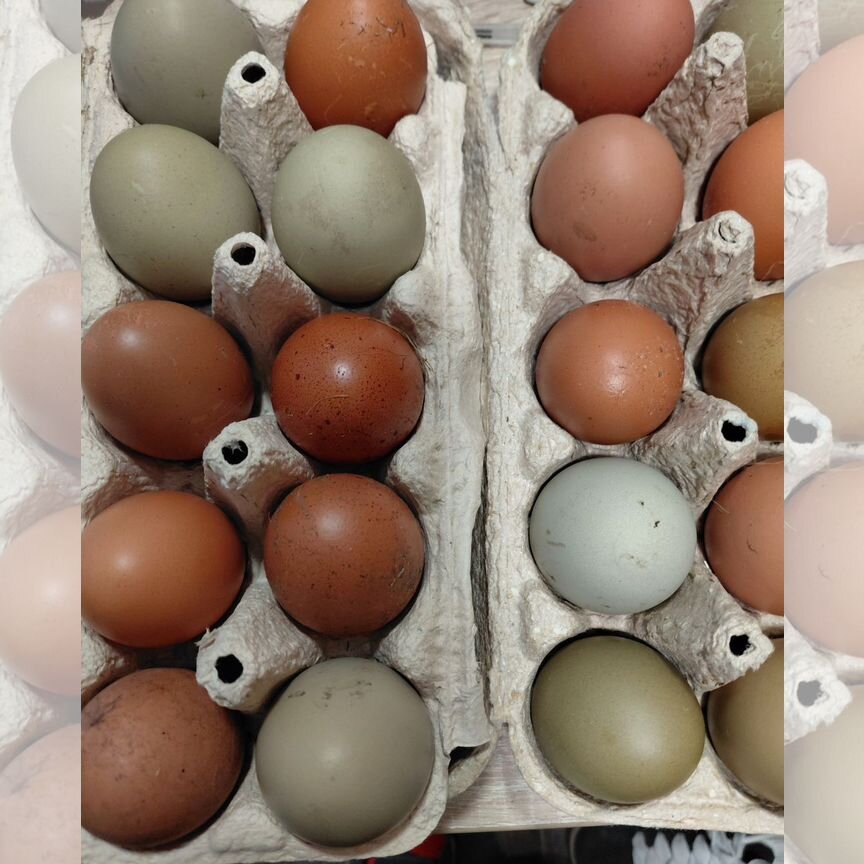 Яйцо куриное на инкубацию