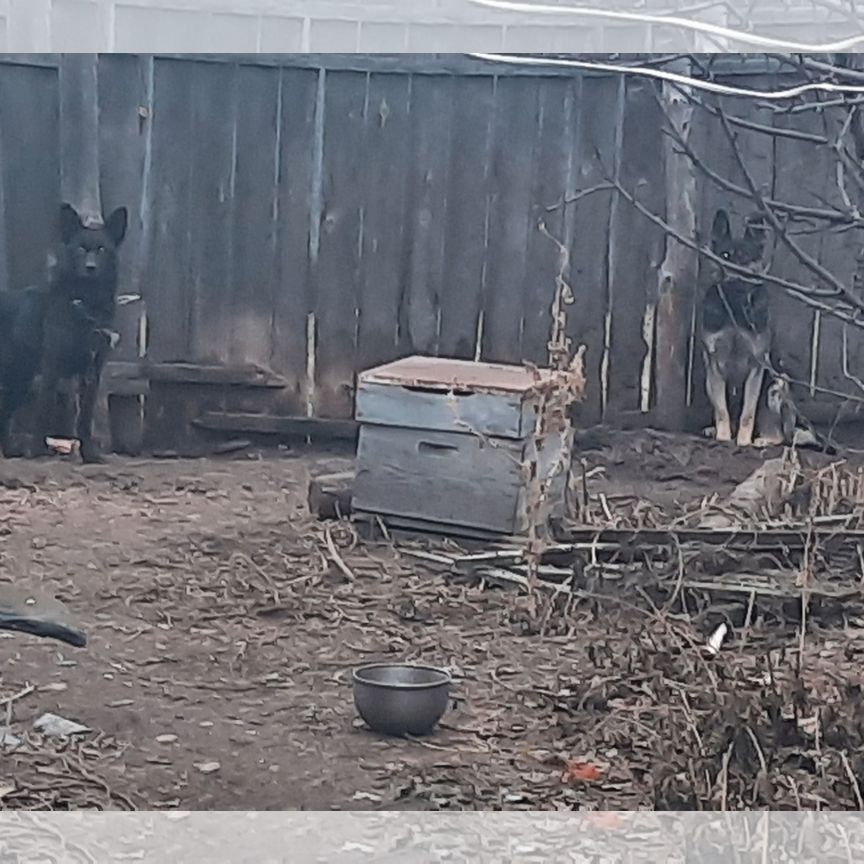 Восточноевропейская овчарка, щенок