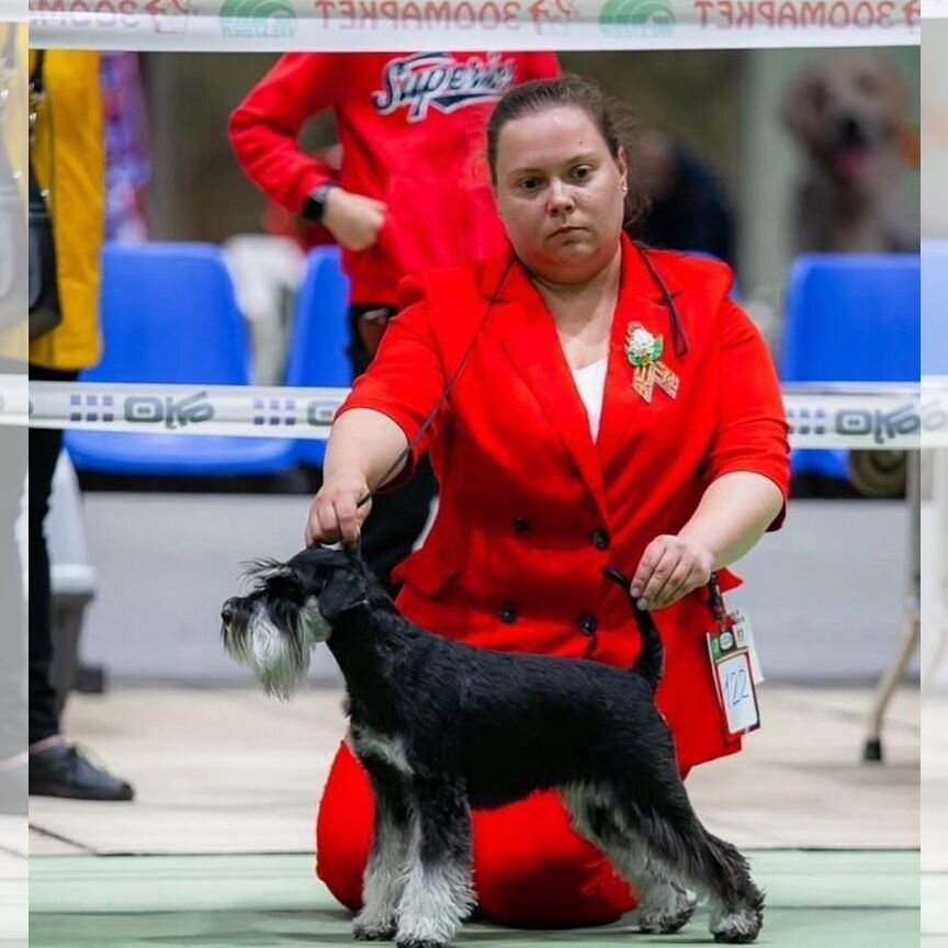 Цвергшнауцер, щенок