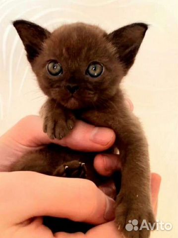 Кошечки Европейской бурмы