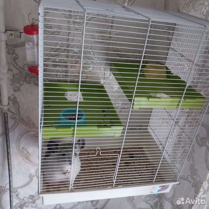 Серебристая шиншилла вислоухая