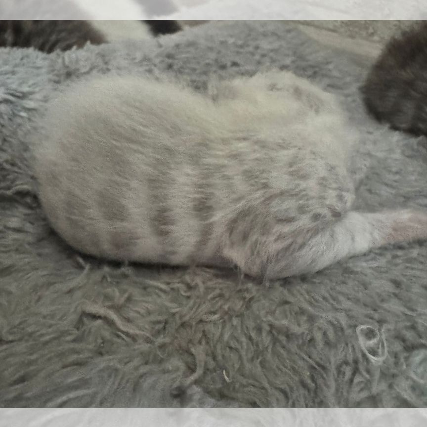 Бенгальские котята
