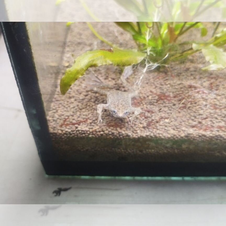 Лягушка Гименохирус