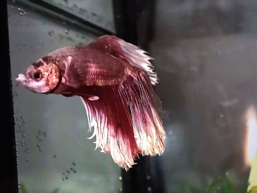 Аквариум с рыбками