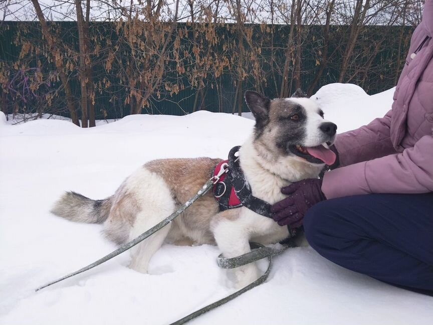Собака из приюта в добрые руки