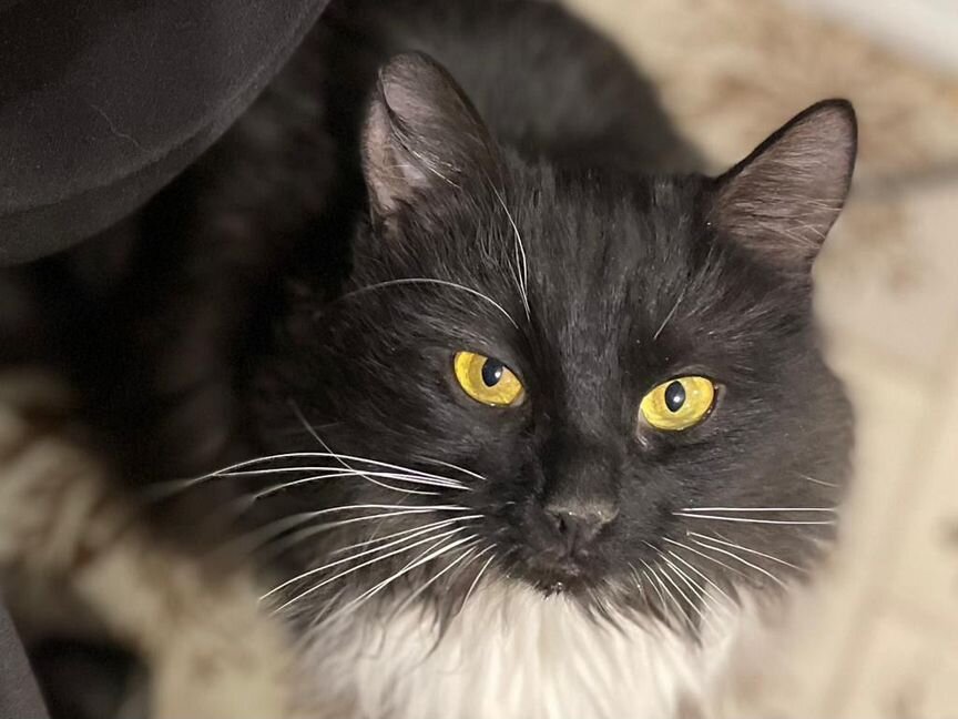 Великолепная кошка с желтыми глазами Шафран в дар