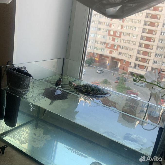 Черепашки красноухие
