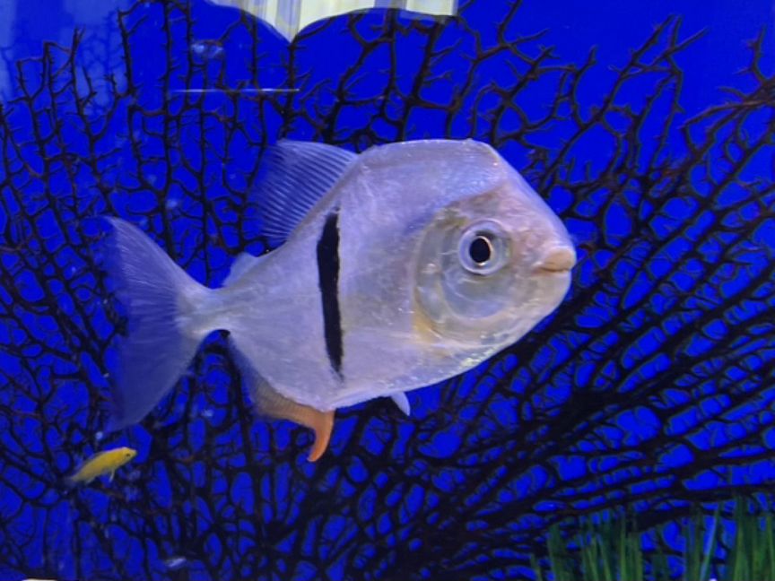 Метинис Милеус