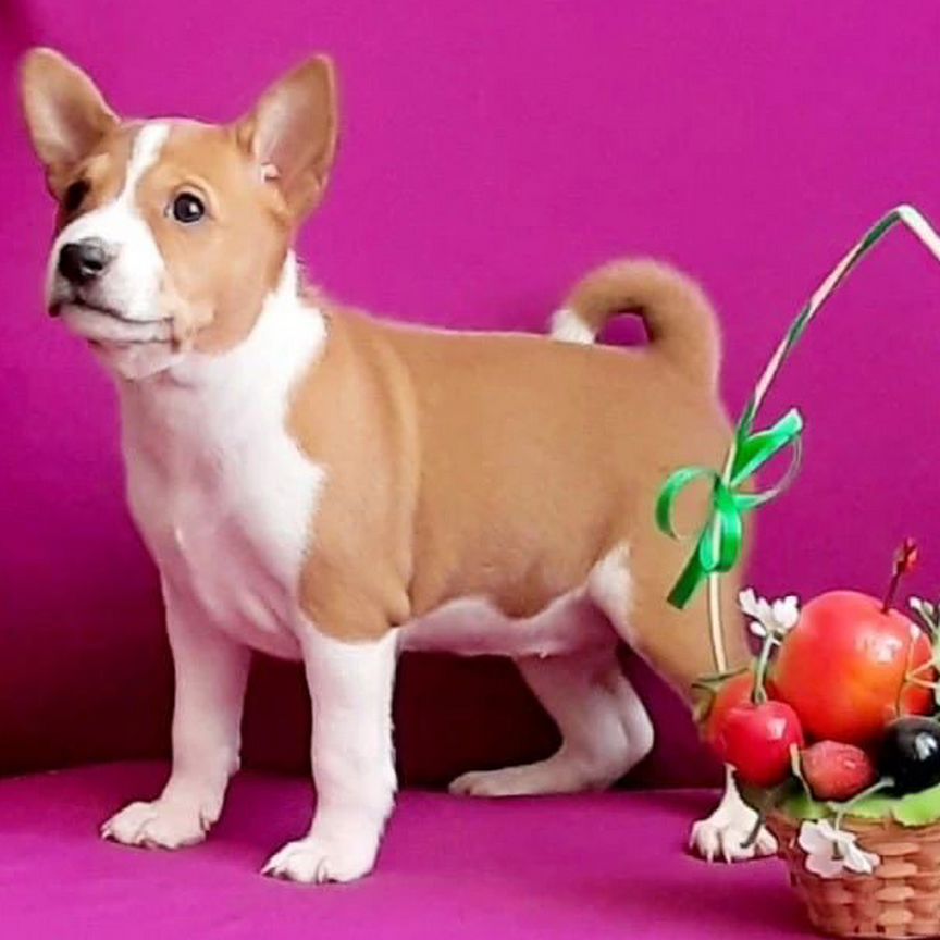 Басенджи, щенок