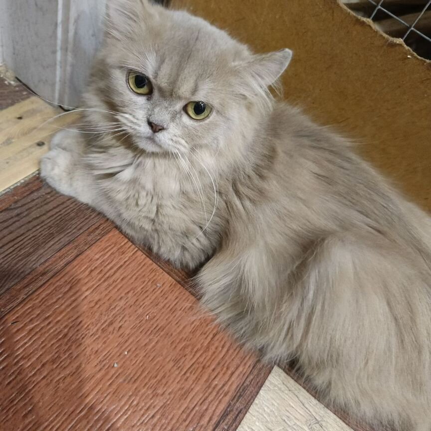 Кошечка метис перса
