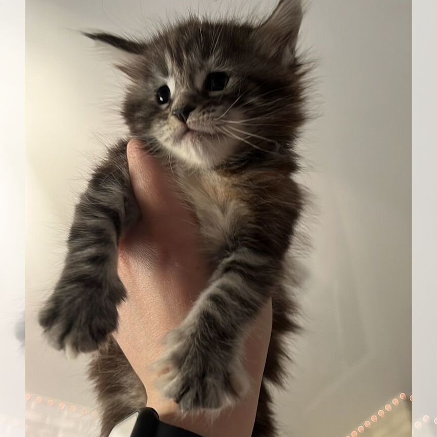 Котята мейн-кун
