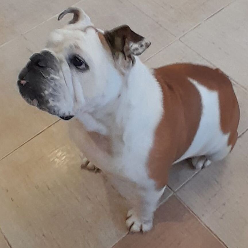 Английский бульдог, взрослая собака