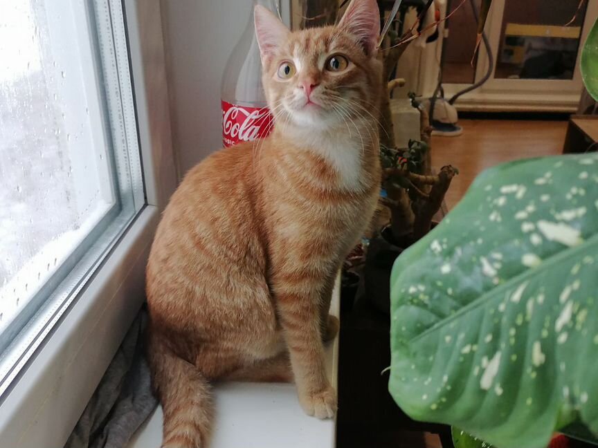 Котенок в добрые руки