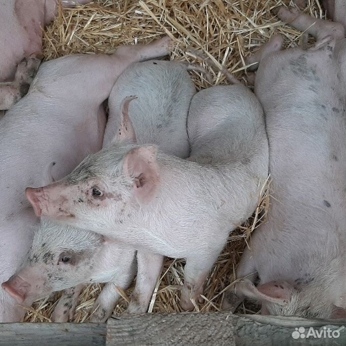Поросята 1.5 месяца