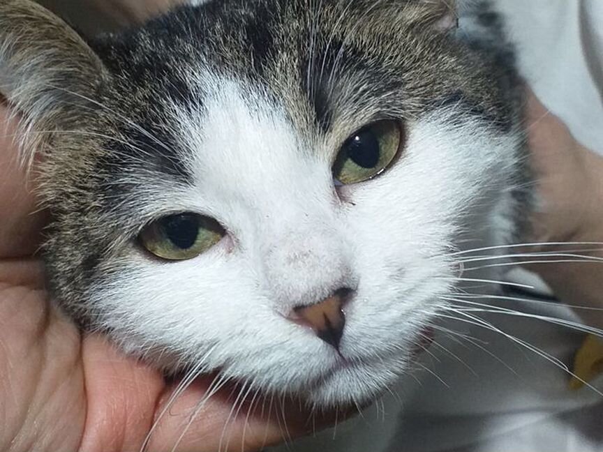 Котенок Носик