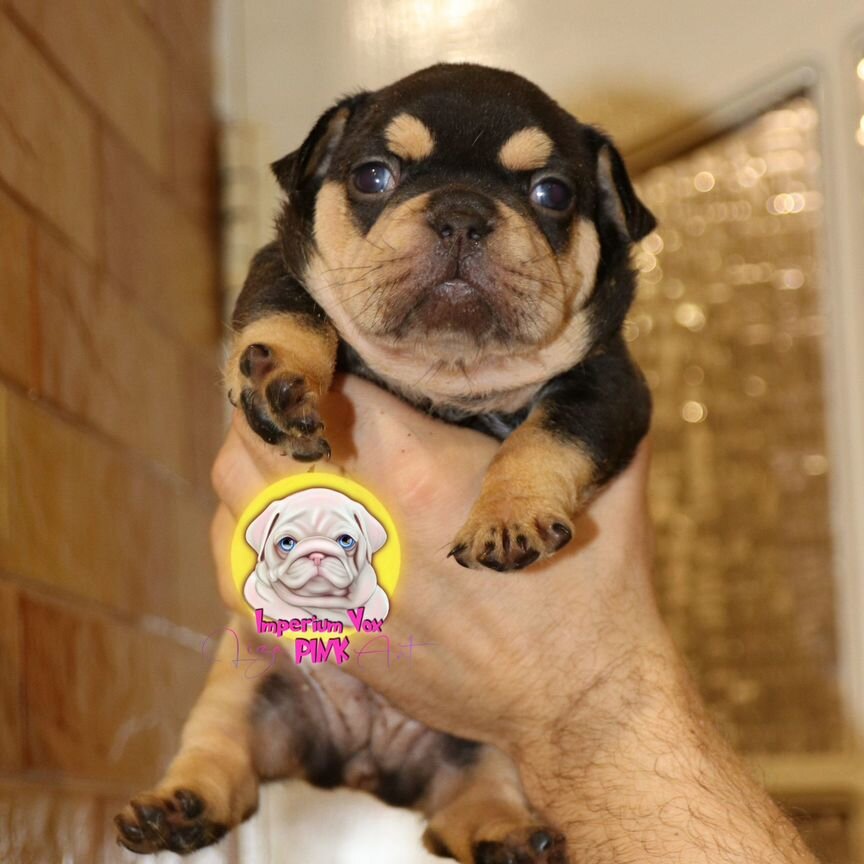 Какао тан массклесс девочка