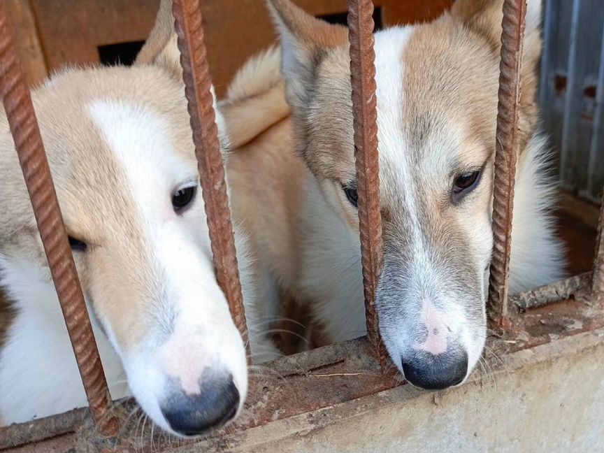 Щенки фенотип лайки в добрые руки