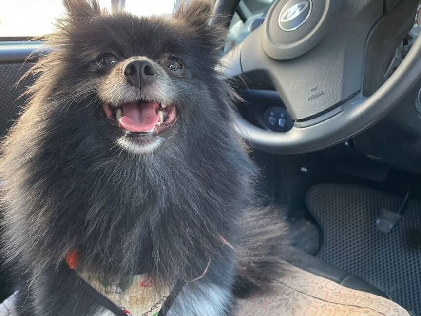 Метис шпица