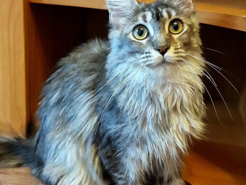Котёнок Мейн-Кун
