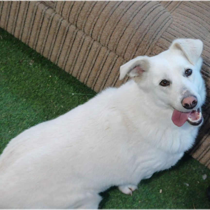 Взрослая собака в добрые руки