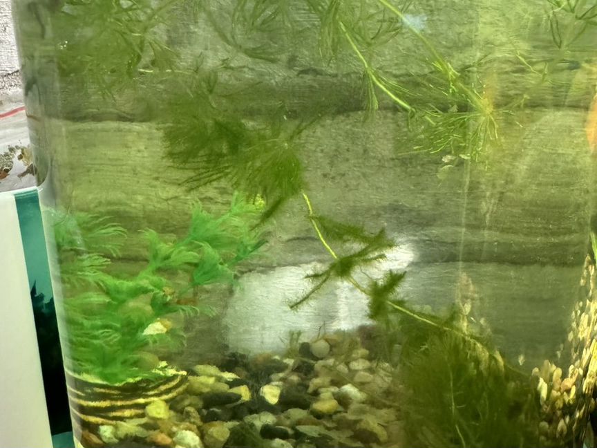 Аквариумные рыбки