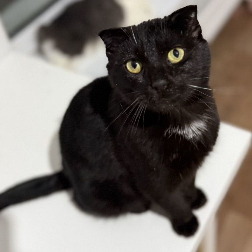 Шотландский вислоухий короткошёрстный, взрослый кот