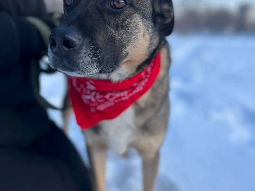 Добрый пес в приюте