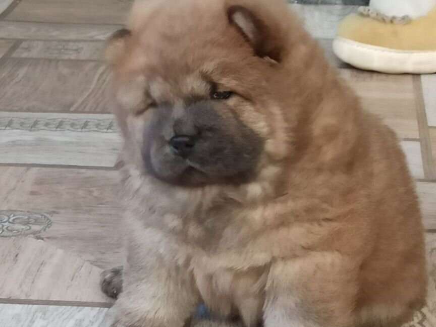 Щенки чау-чау