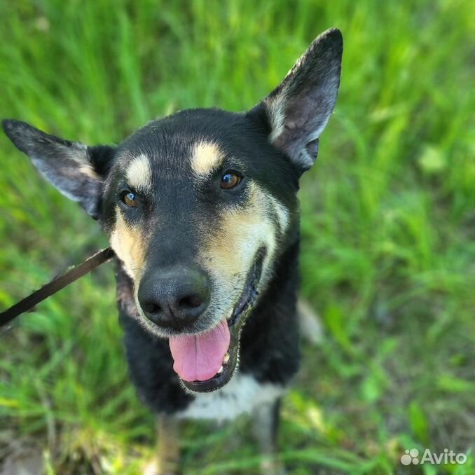 История спасения собаки Баки, ищем дом